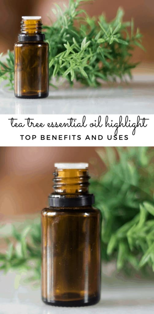 Tea Tree Essential Oil | Benefits and Uses - Our Oily House