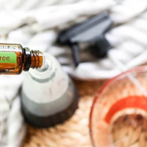 DIY Spider Repellent - Our Oily House