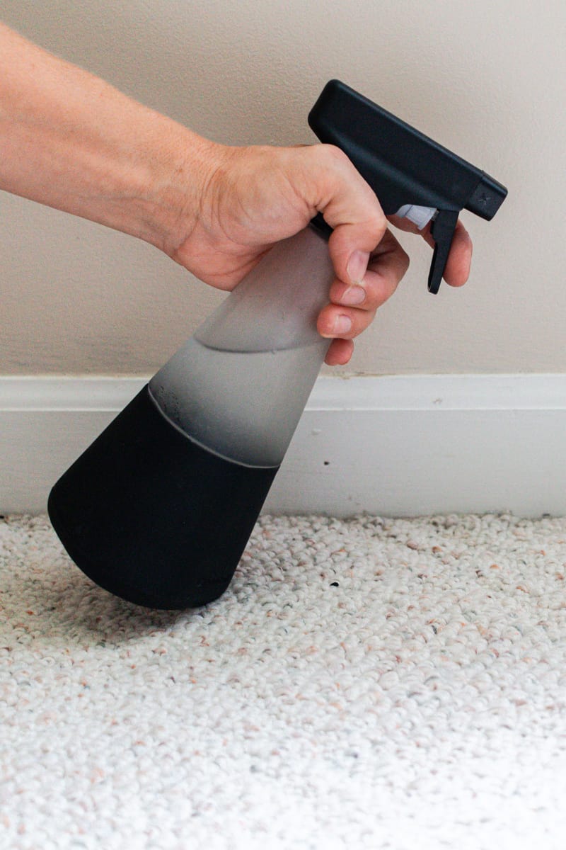 DIY Spider Repellent - Our Oily House