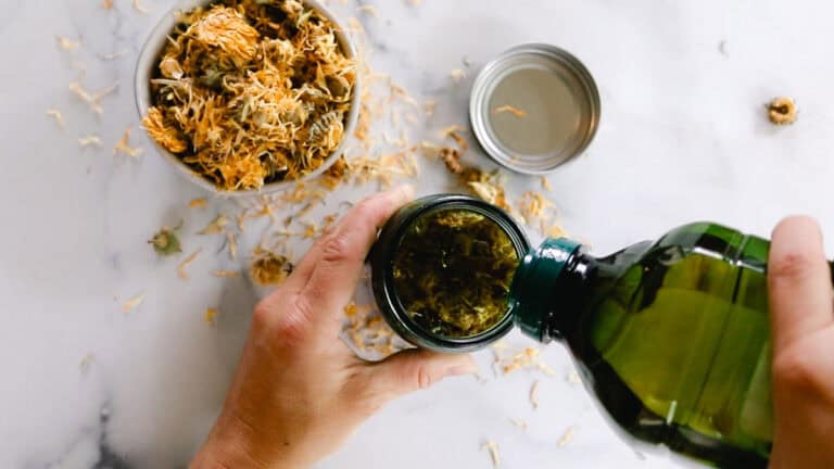 How to Make Calendula Oil - Our Oily House