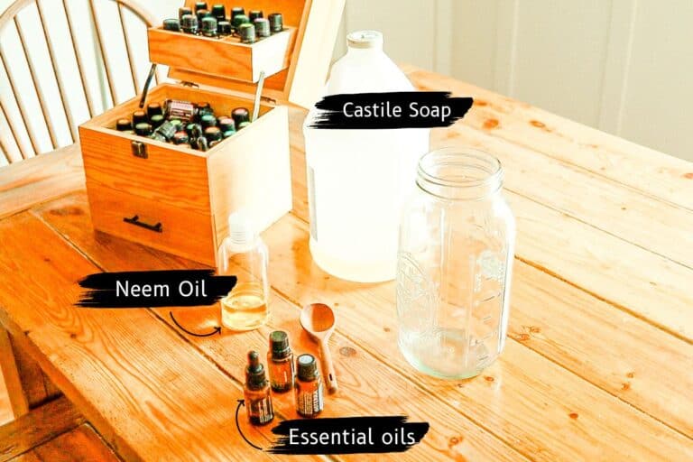 Homemade Bug Spray for Plants - Our Oily House